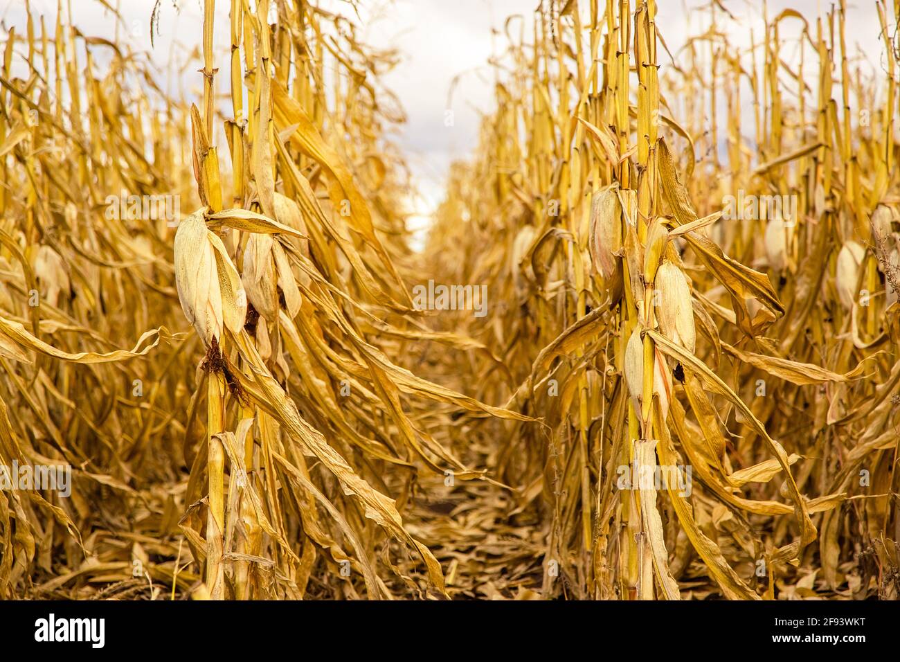 agricultural field with cornagricultural field with corn, harvesting ...