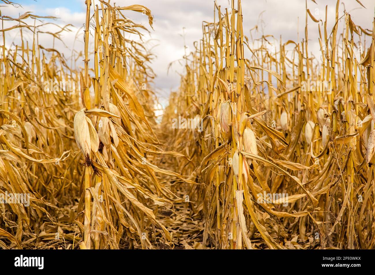 agricultural field with cornagricultural field with corn, harvesting ...