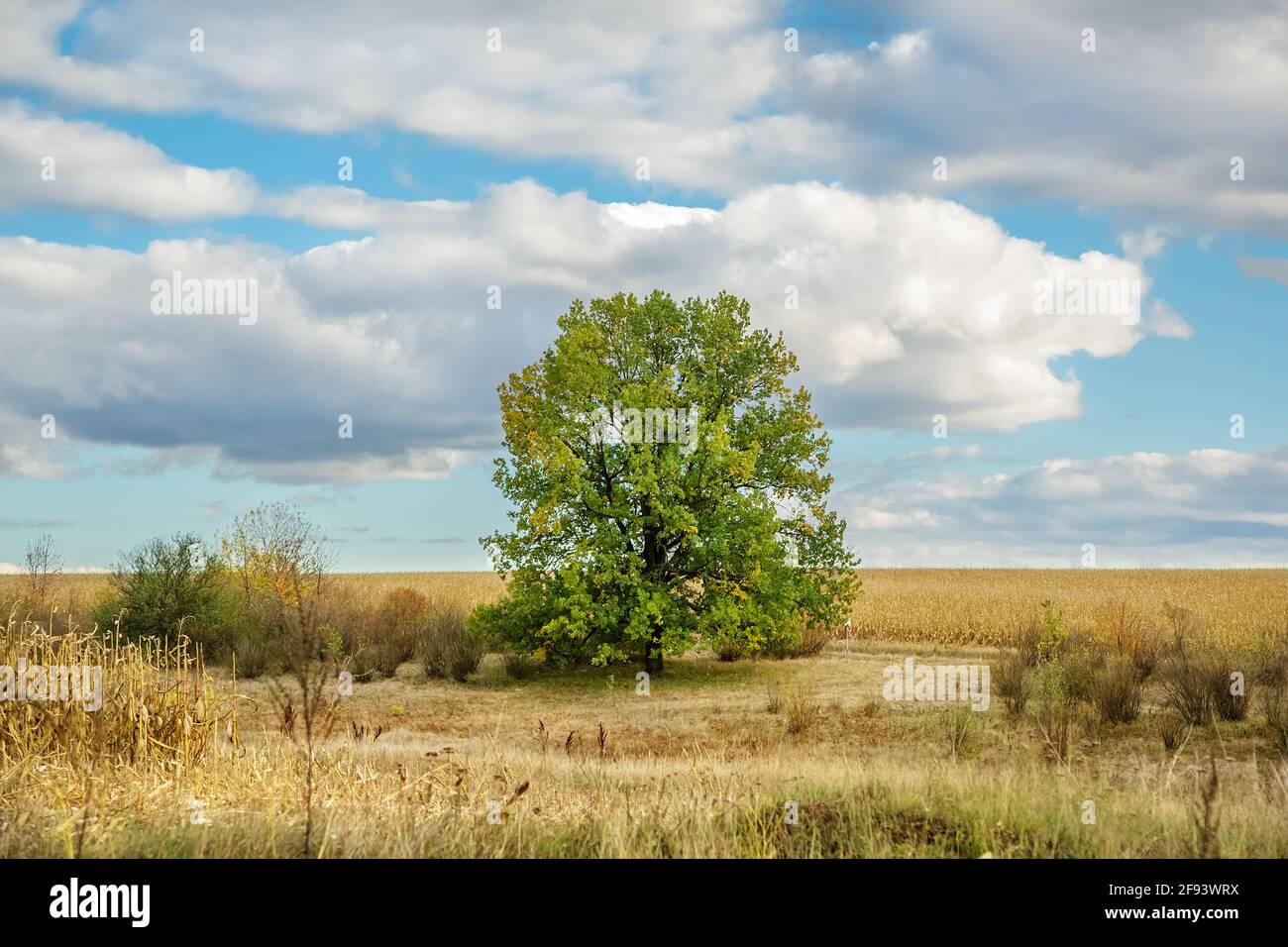 Single big oak tree in a meadow near the forest Stock Photo - Alamy