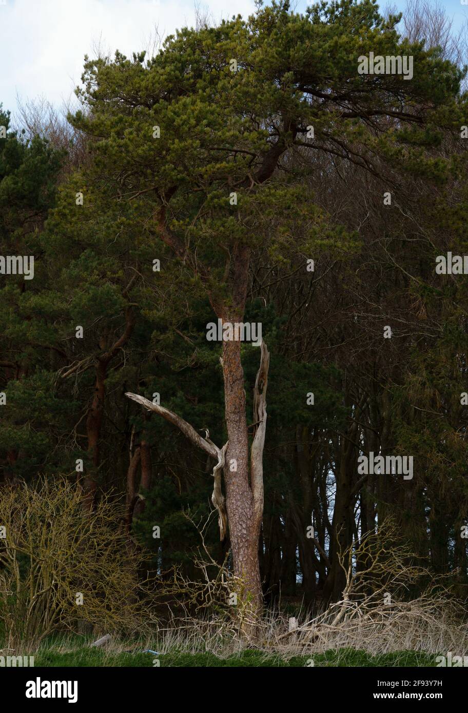 Dead fir tree hi-res stock photography and images - Alamy