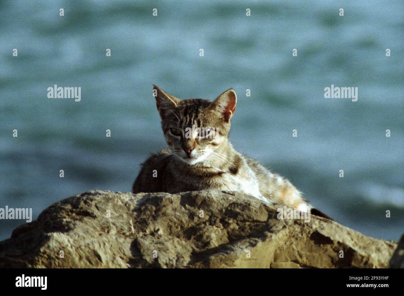 Sea wanderer hi-res stock photography and images - Alamy