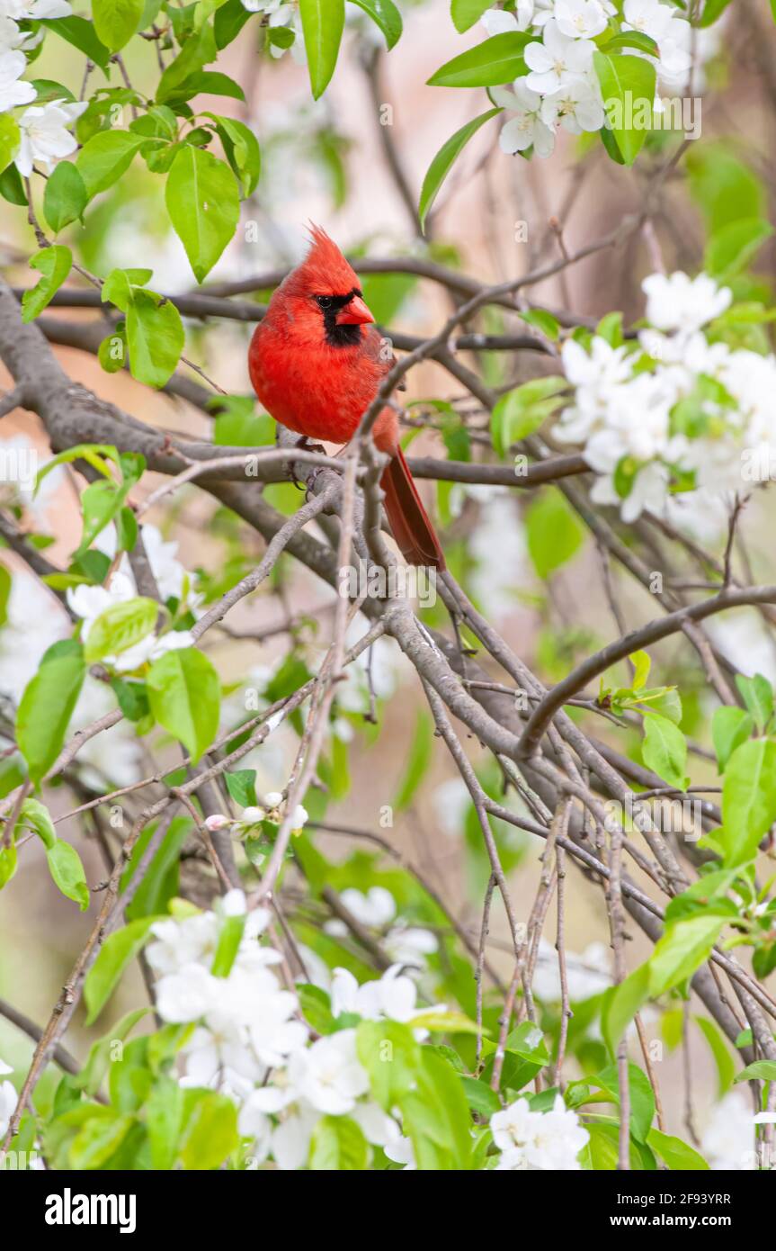 Male, Northern Cardinal on spring Crab Apple tree Stock Photo - Alamy