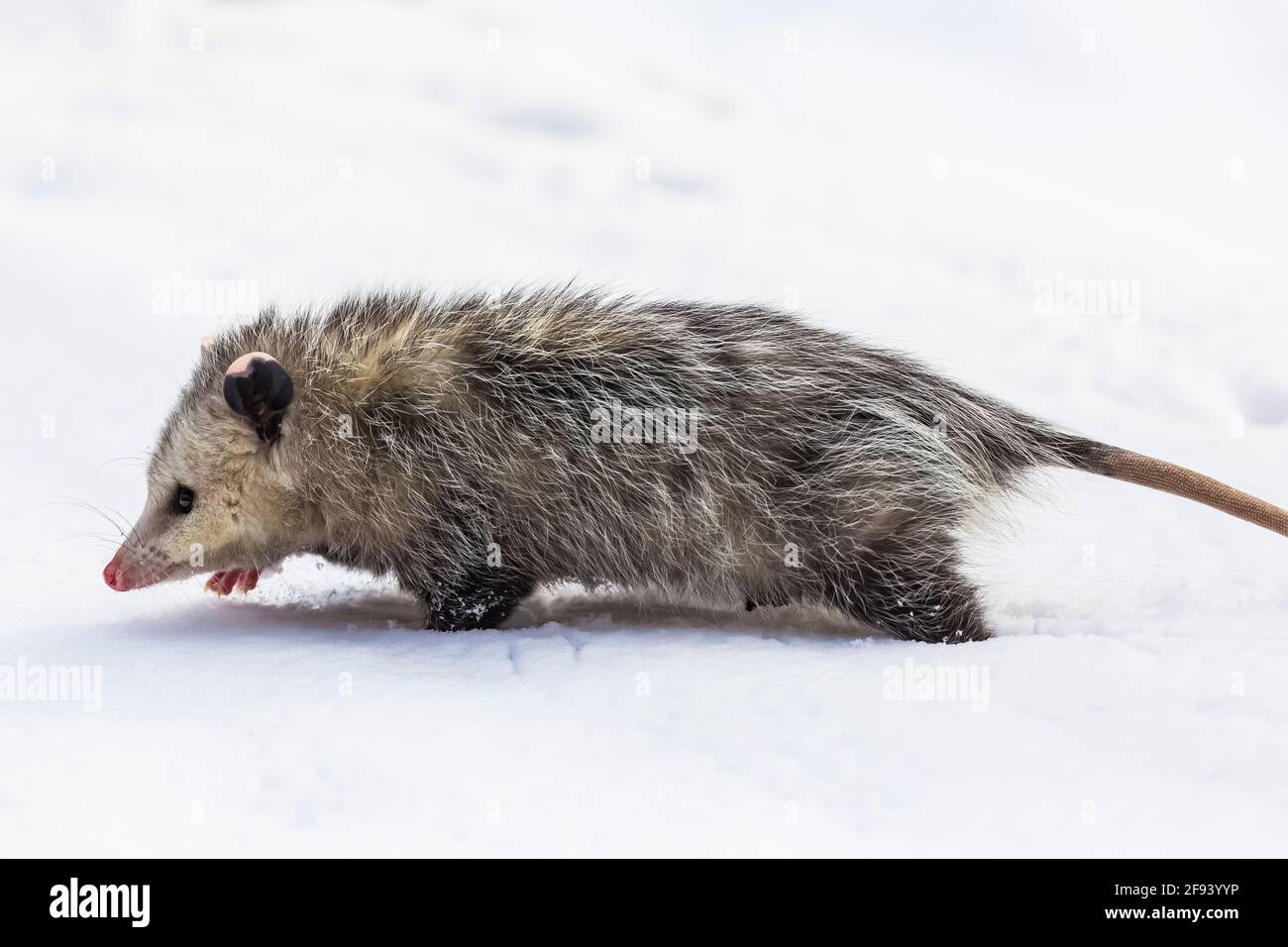 Didelphis virginiana tail hi-res stock photography and images - Alamy