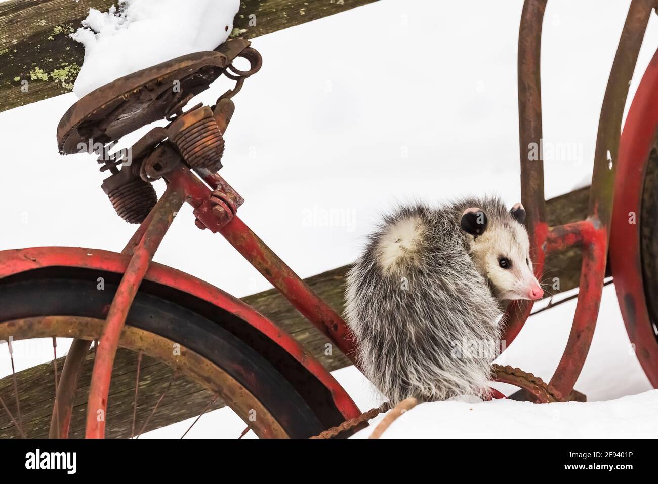 Virginia Opossum, Didelphis virginiana, with an old red bicycle in a ...