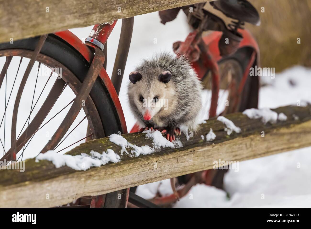 Virginia Opossum, Didelphis virginiana, with an old red bicycle in a ...