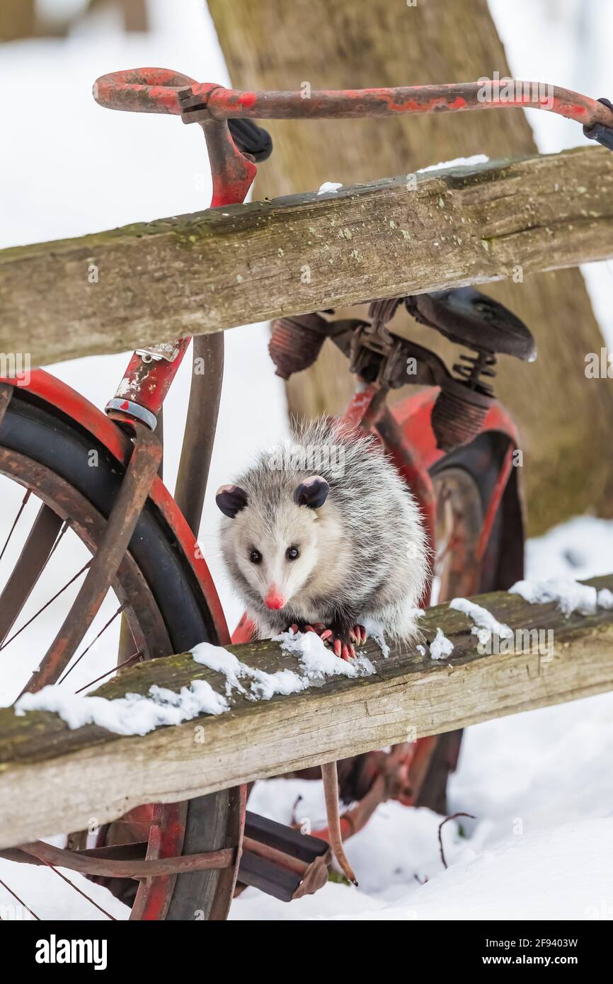 Opossum snow winter hi-res stock photography and images - Alamy