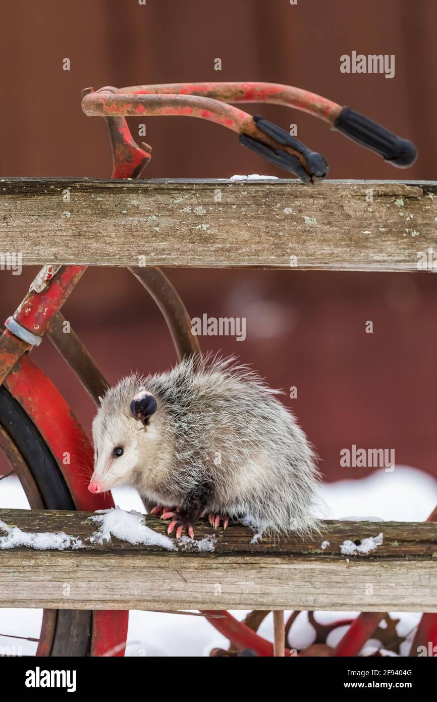 Opossum snow winter hi-res stock photography and images - Alamy