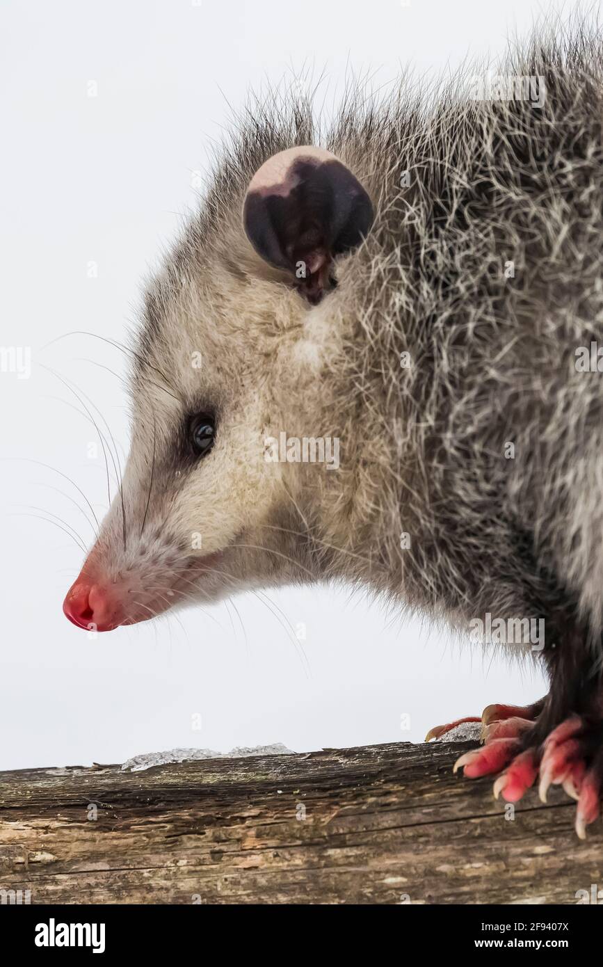 Virginia opossum animal hi-res stock photography and images - Alamy