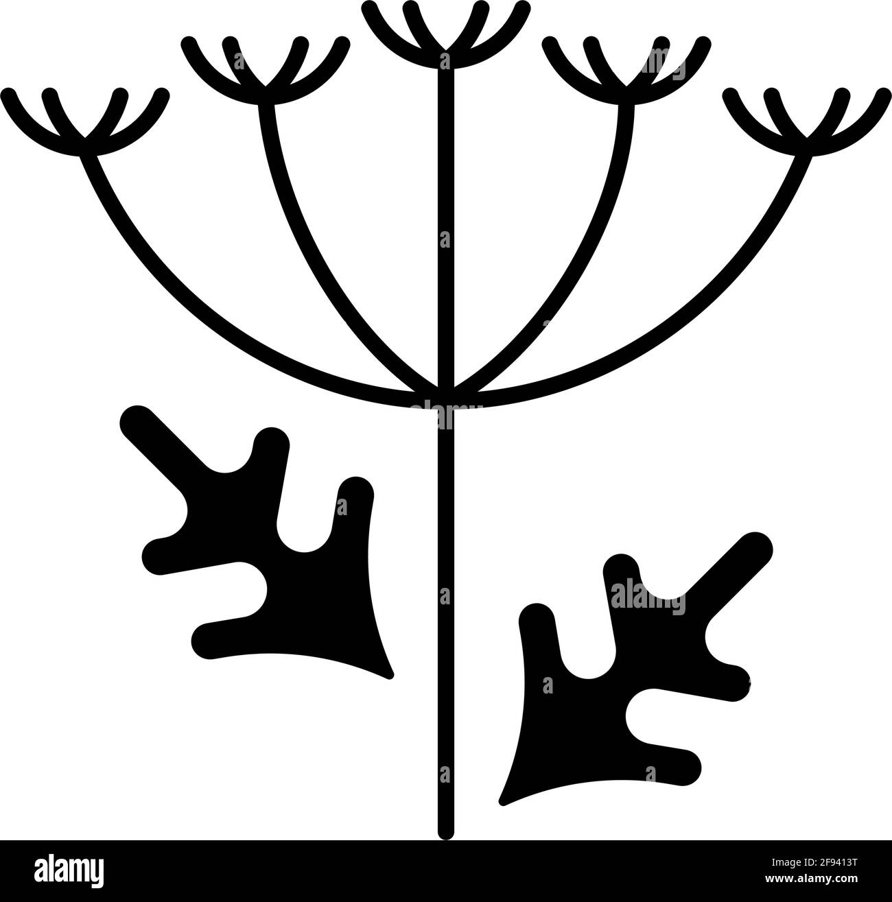 Queen annes lace Black and White Stock Photos & Images - Alamy