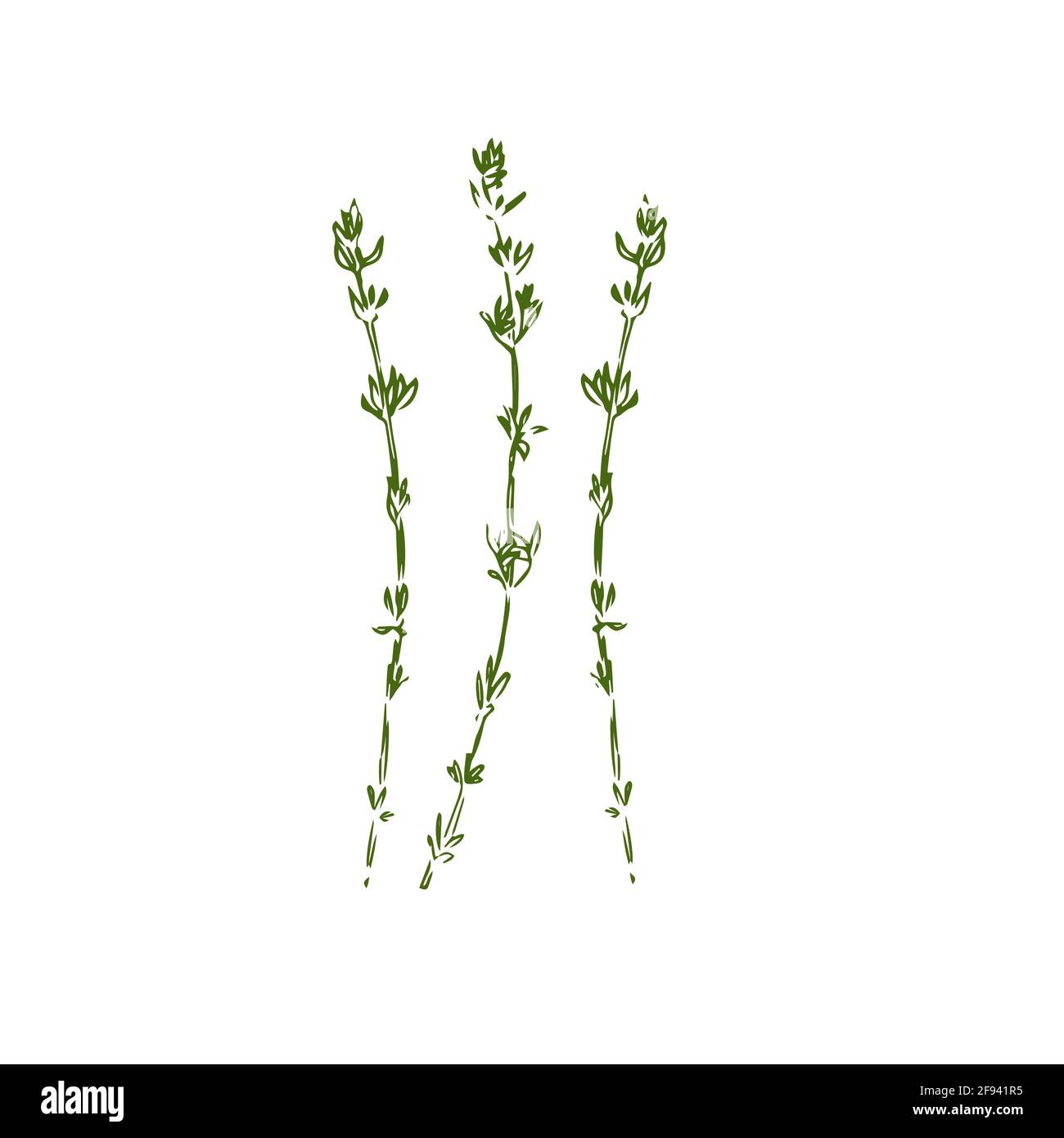 Thyme hand drawn illustration isolated on white background Stock Vector ...