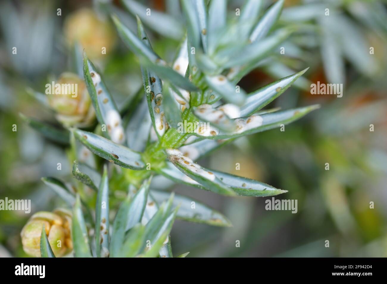 Juniper scale (Carulaspis juniperi ) on juniper (Juniperus spp. ). It ...