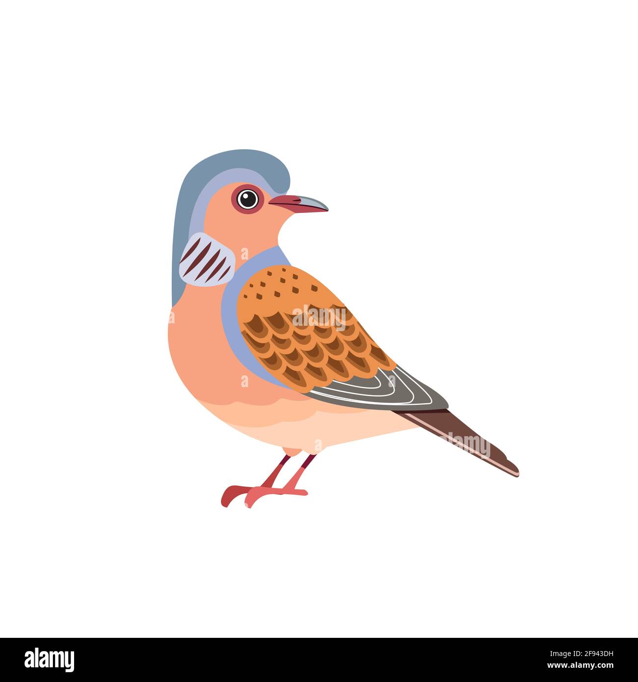 Cute dove. European Turtle Dove. Wildlife scene with Streptopelia ...