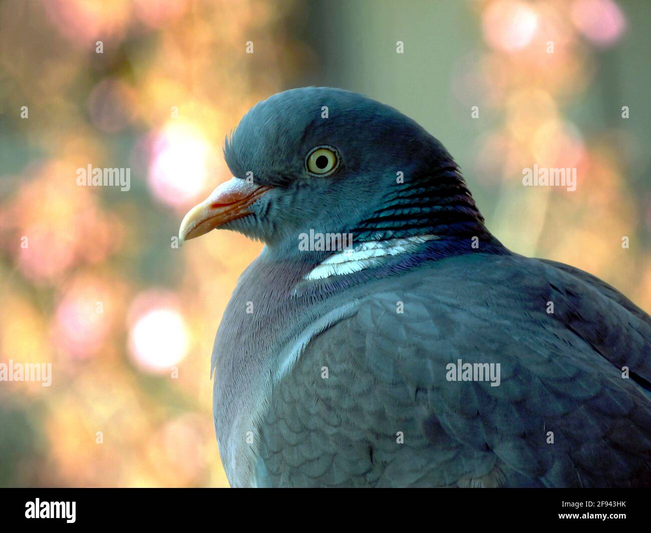 male wood pigeon in profile view. Columba palumbus. closeup view of ...