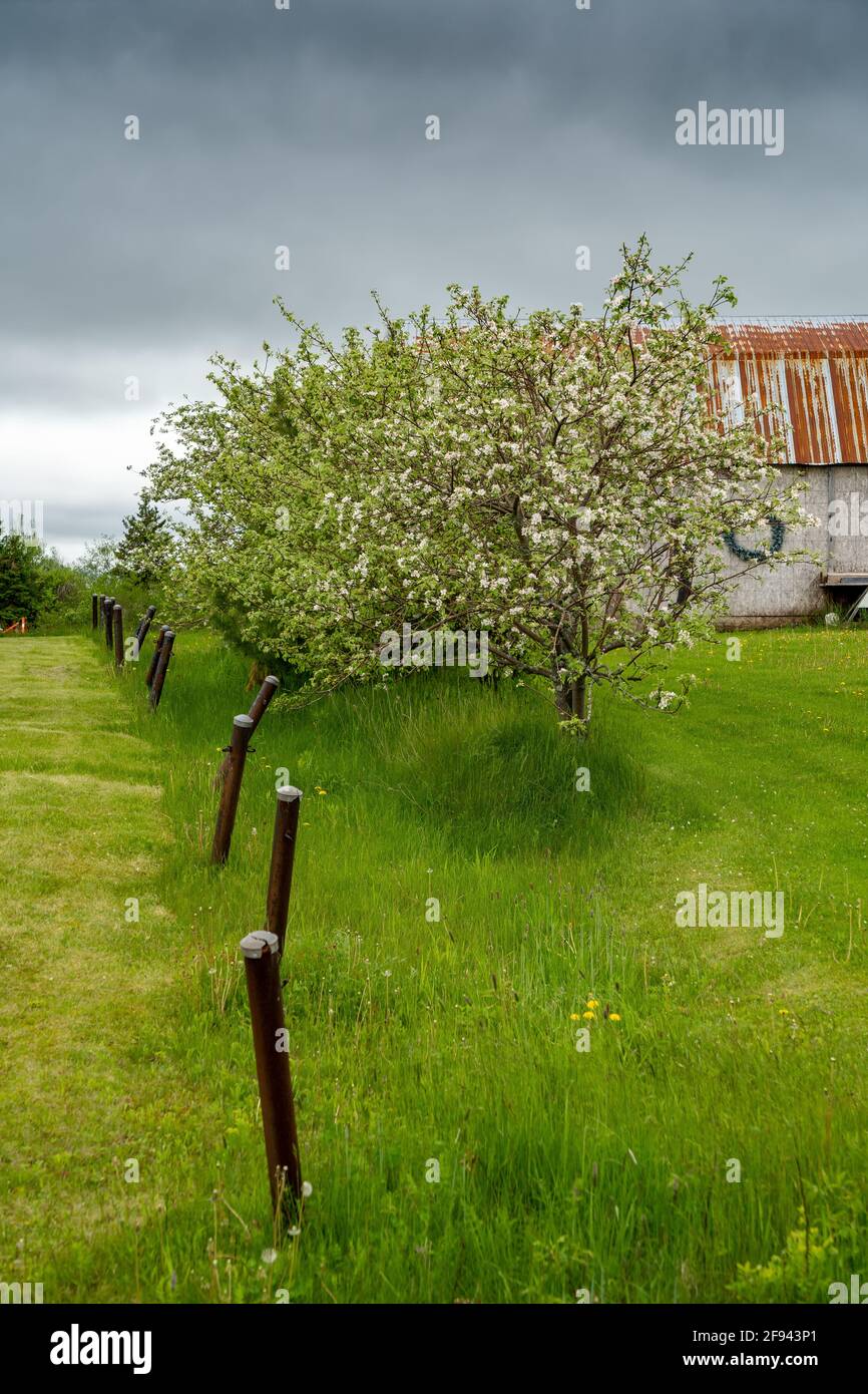 Old apple tree hi-res stock photography and images - Alamy