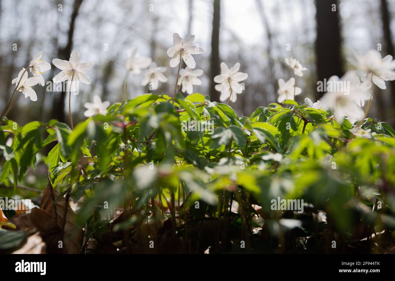 Sehnde, Germany. 16th Apr, 2021. Wood anemones are in full bloom in a ...