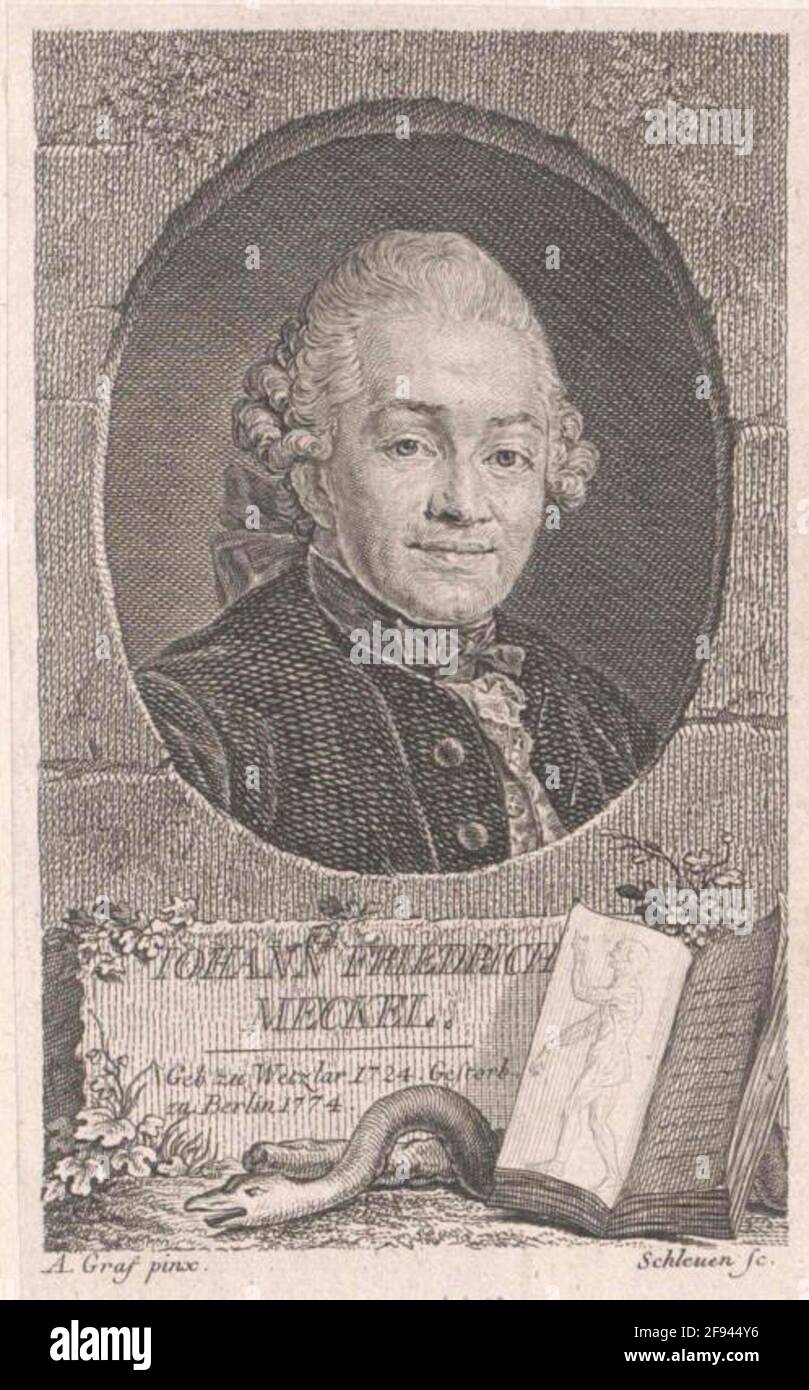 Johann meckel hi-res stock photography and images - Alamy