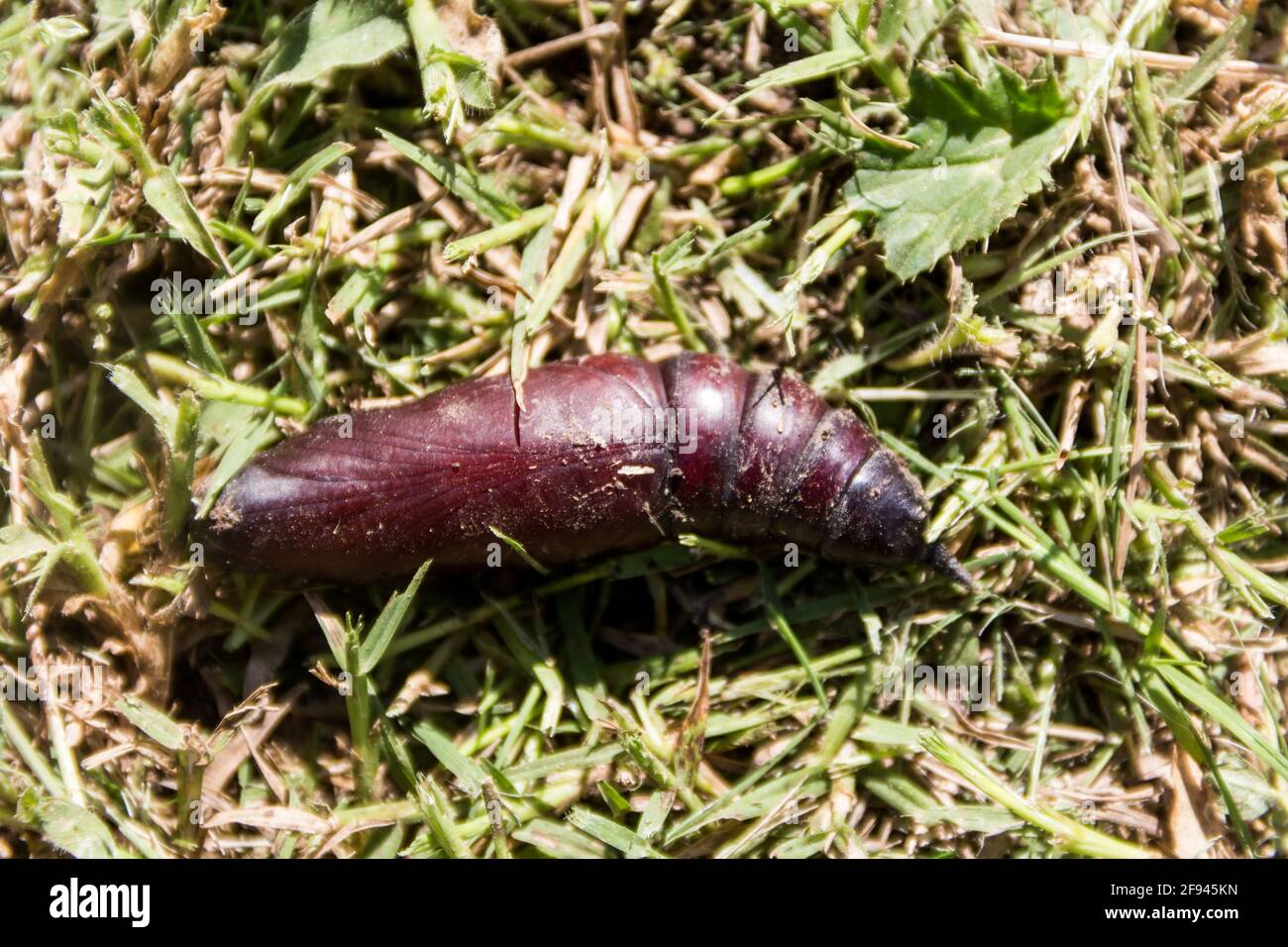 Pupa of the sphinx moth. Eumorpha pandorus Stock Photo - Alamy