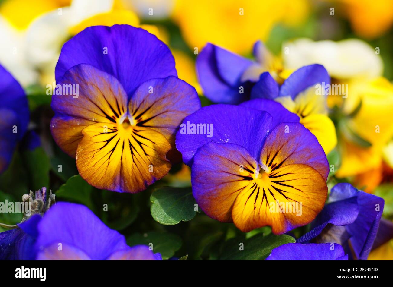 Pansies as spring planting Stock Photo - Alamy