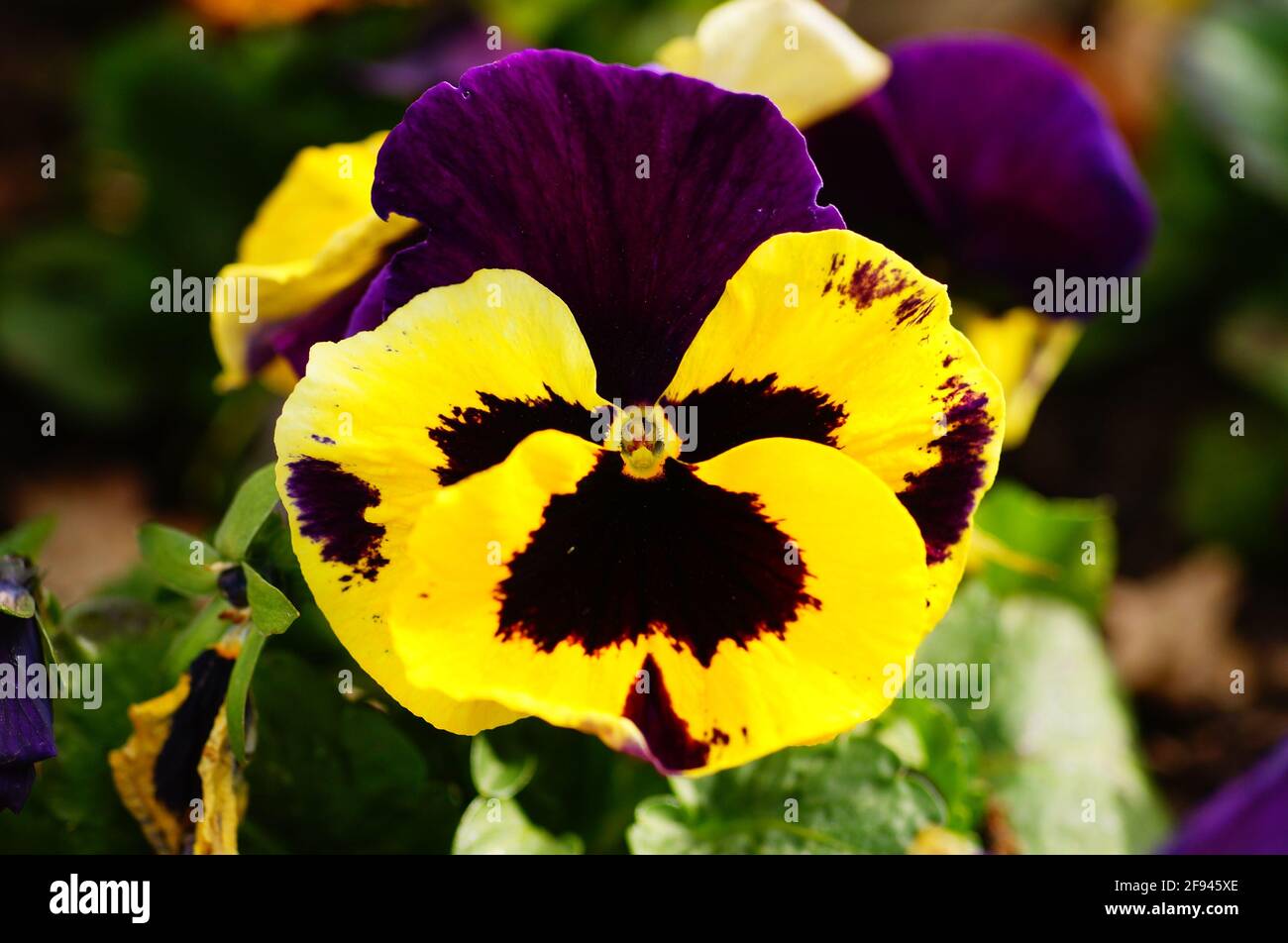 Pansies as spring planting Stock Photo - Alamy