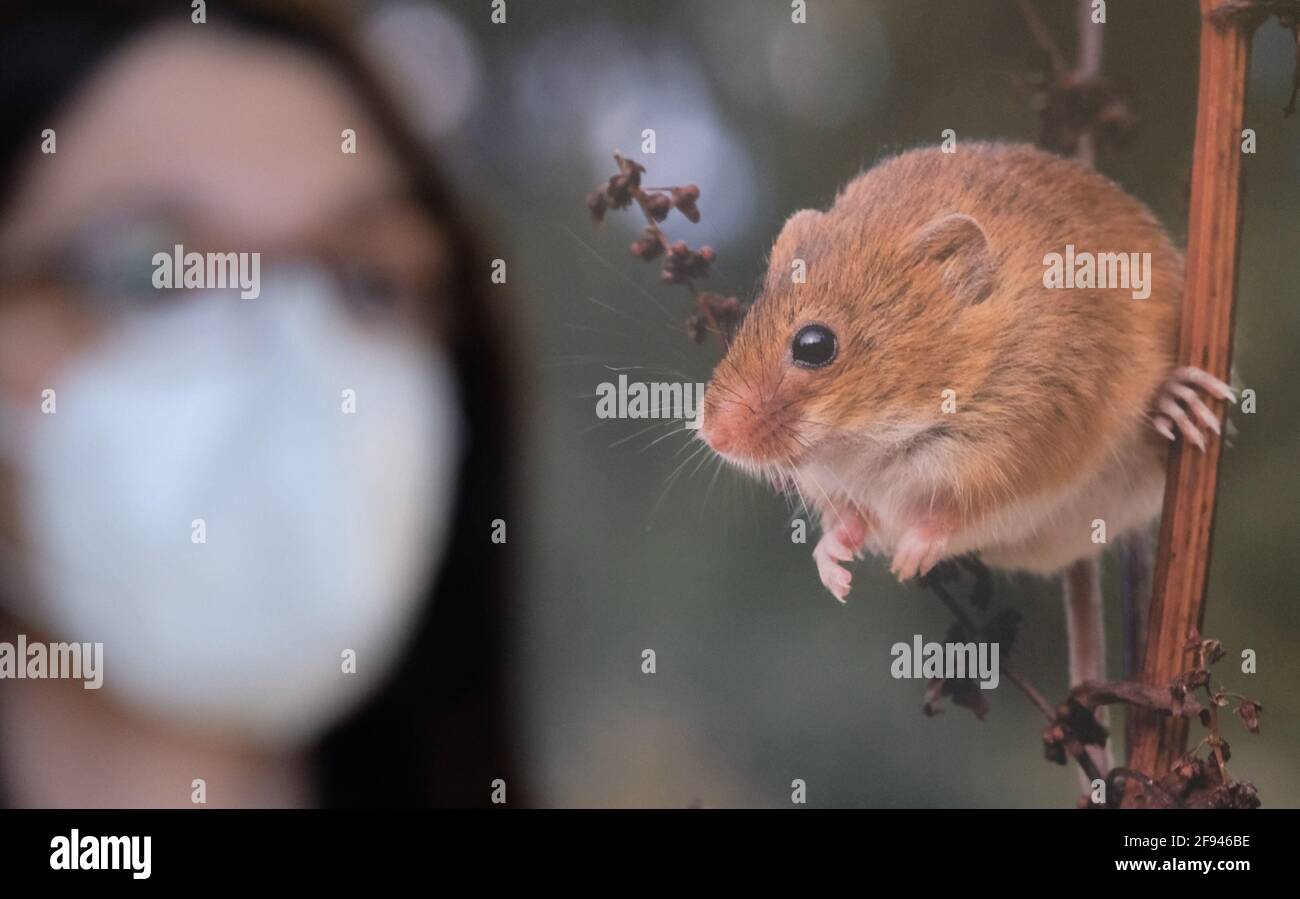 Dwarf mouse hi-res stock photography and images - Alamy