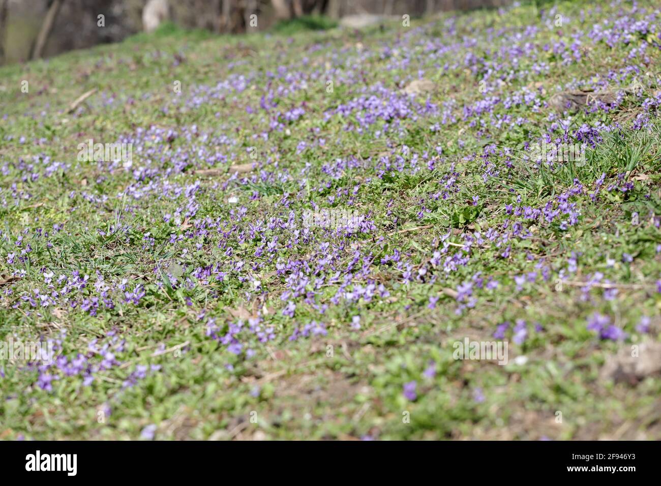 Field of wild purple violets in nature. No sharpen Stock Photo - Alamy