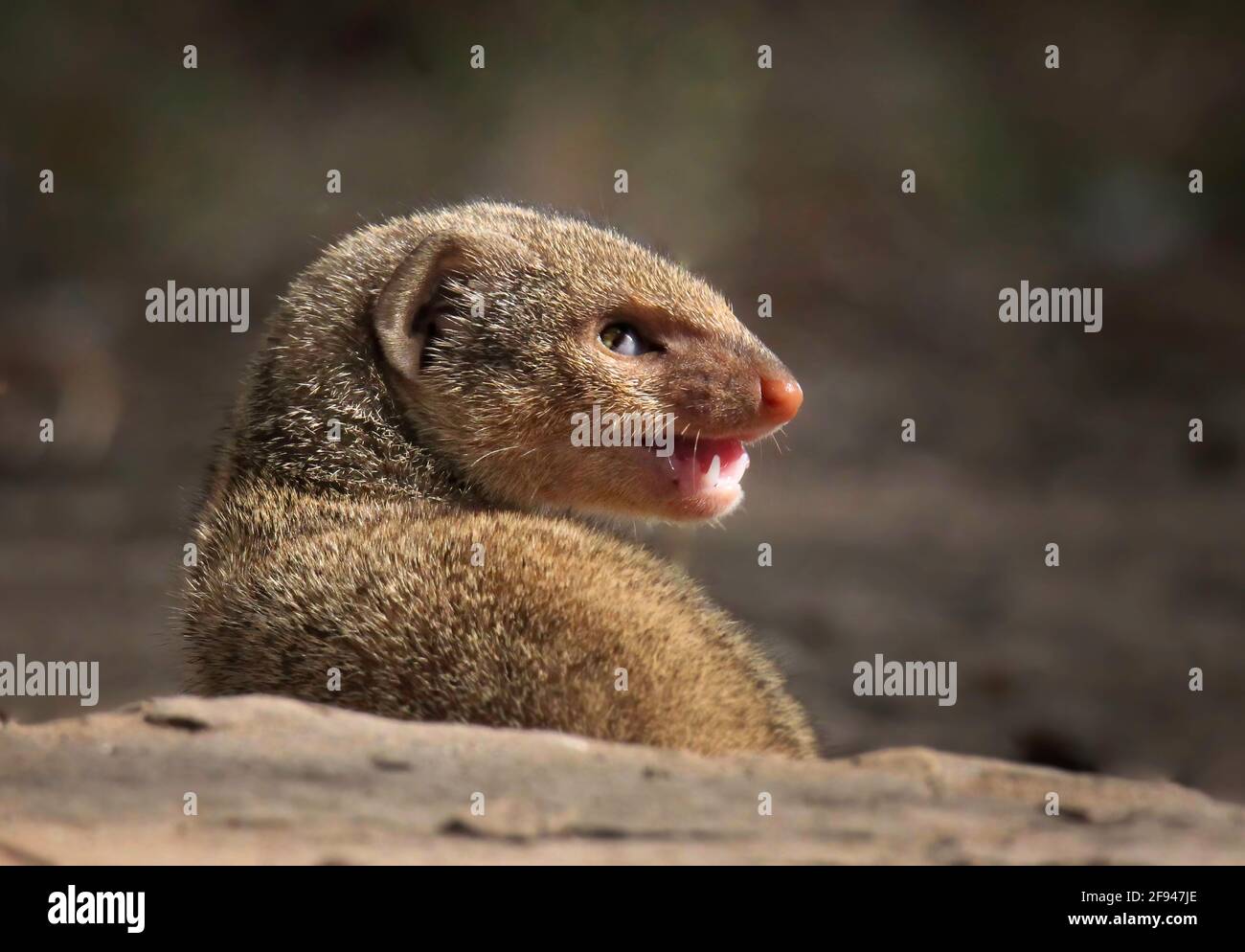 Grey mongoose face close-up, Herpestes edwardsi, India Stock Photo - Alamy