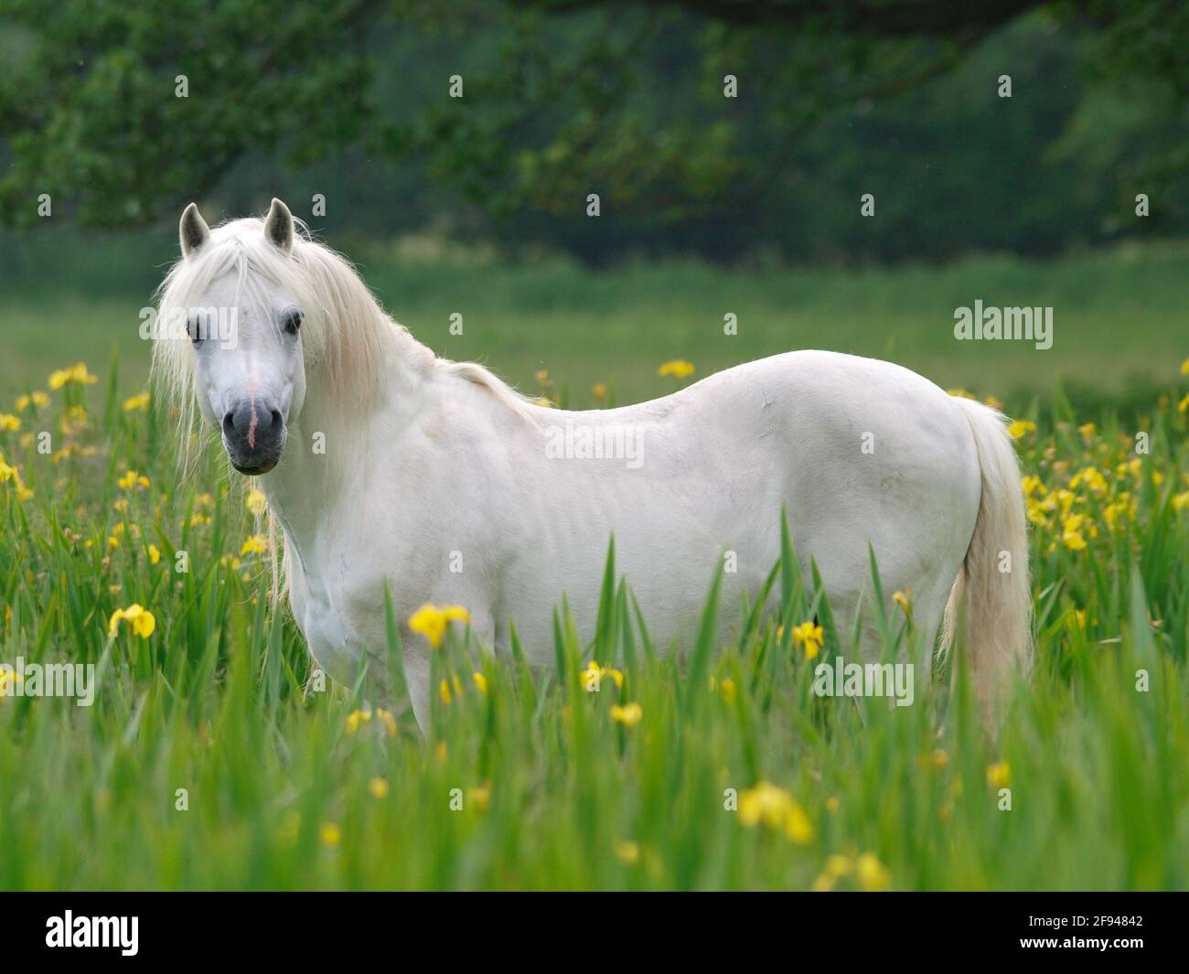 Welsh section a hi-res stock photography and images - Alamy