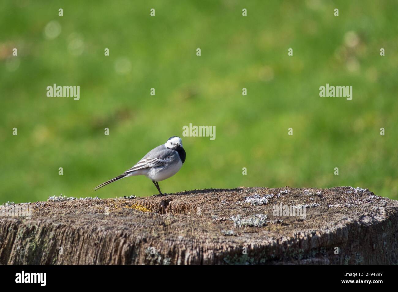 White Wagtail on a tree stub looking at the camera Stock Photo - Alamy