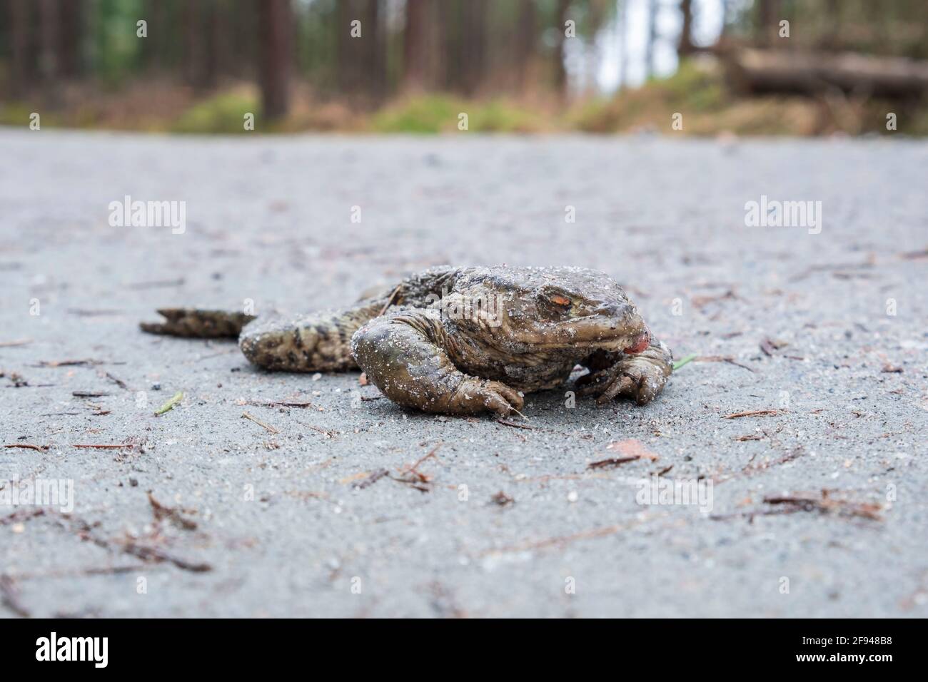Dead toad on a road in the forest Stock Photo - Alamy