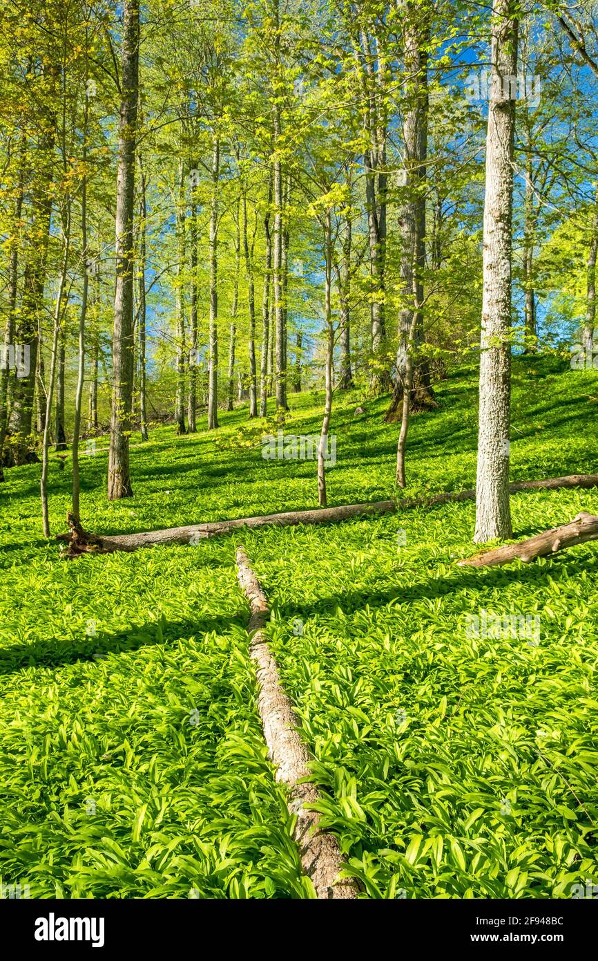 Tree logs in green wild garlic leaves Stock Photo - Alamy