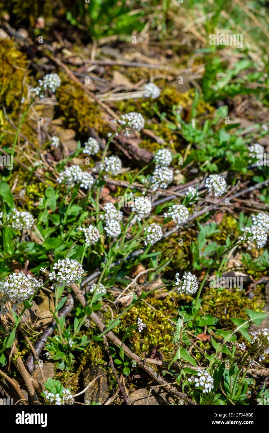 Penny spring hi-res stock photography and images - Alamy