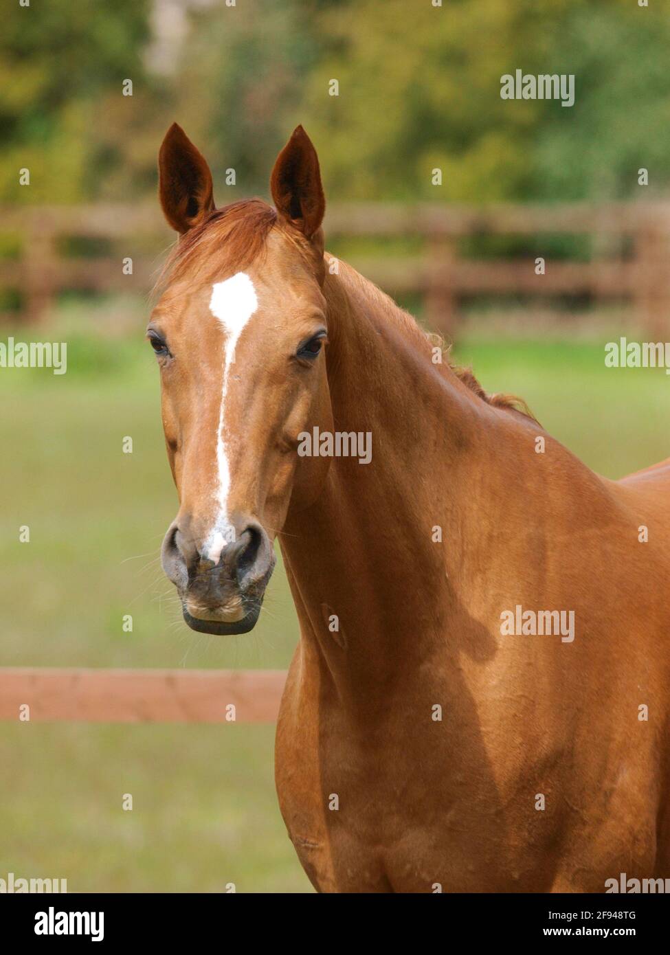 Chestnut Horses With A Star