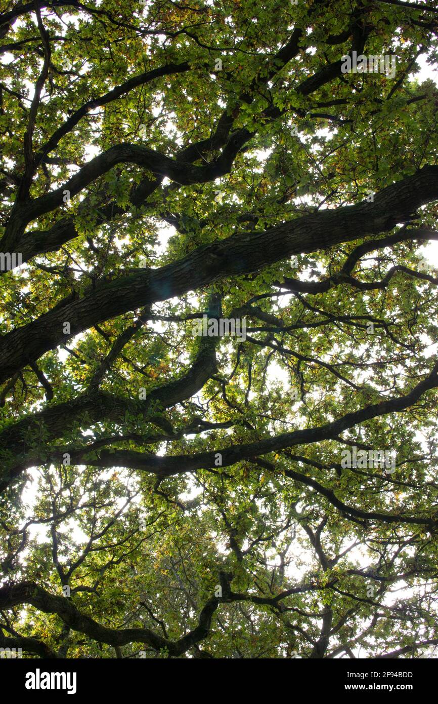 Oak Tree Canopy High Resolution Stock Photography and Images - Alamy