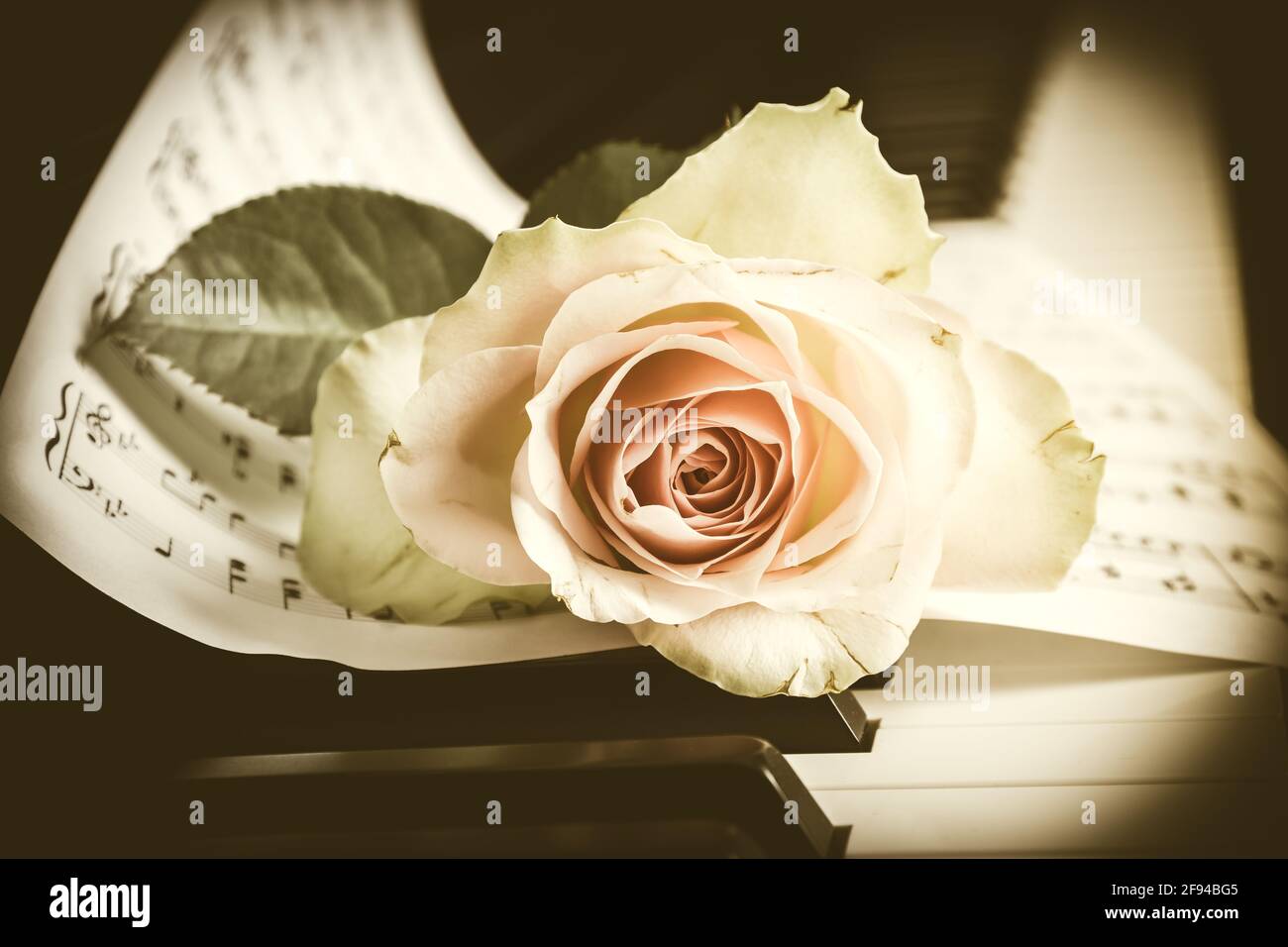 Single White Rose On Music