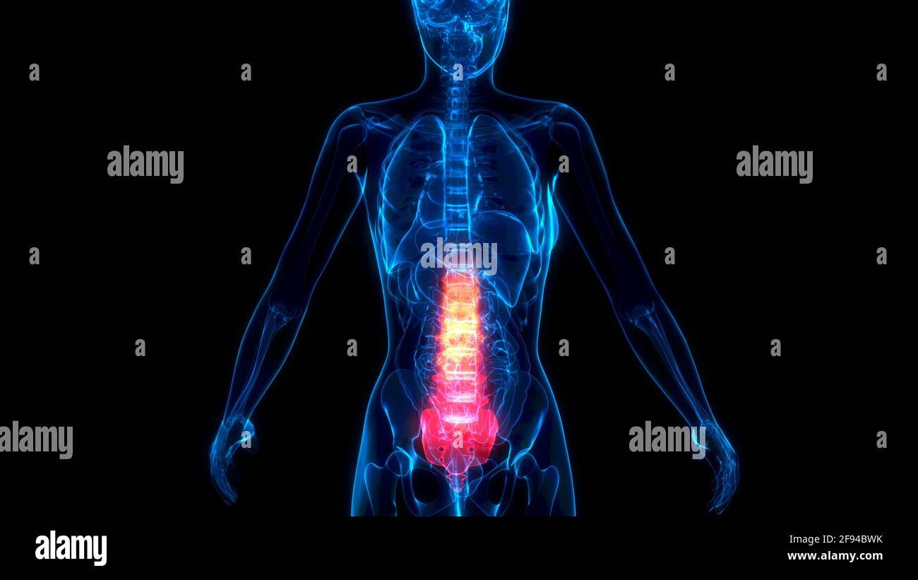 medicine 3d illustration, Lumbar, bottom zone of backbone on xray scan ...