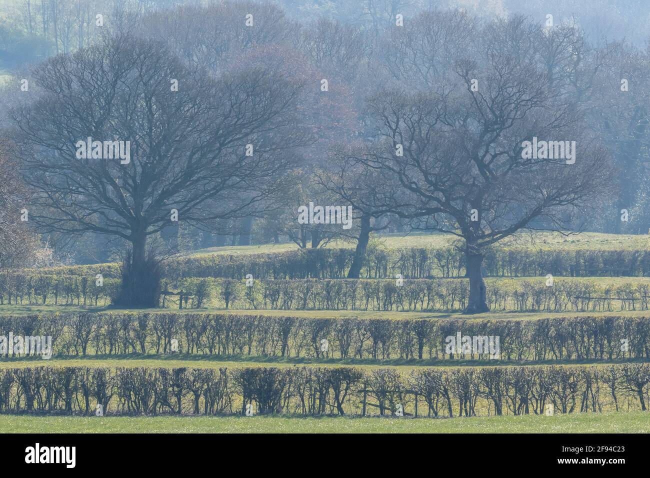Hawthorn hedges hi-res stock photography and images - Alamy