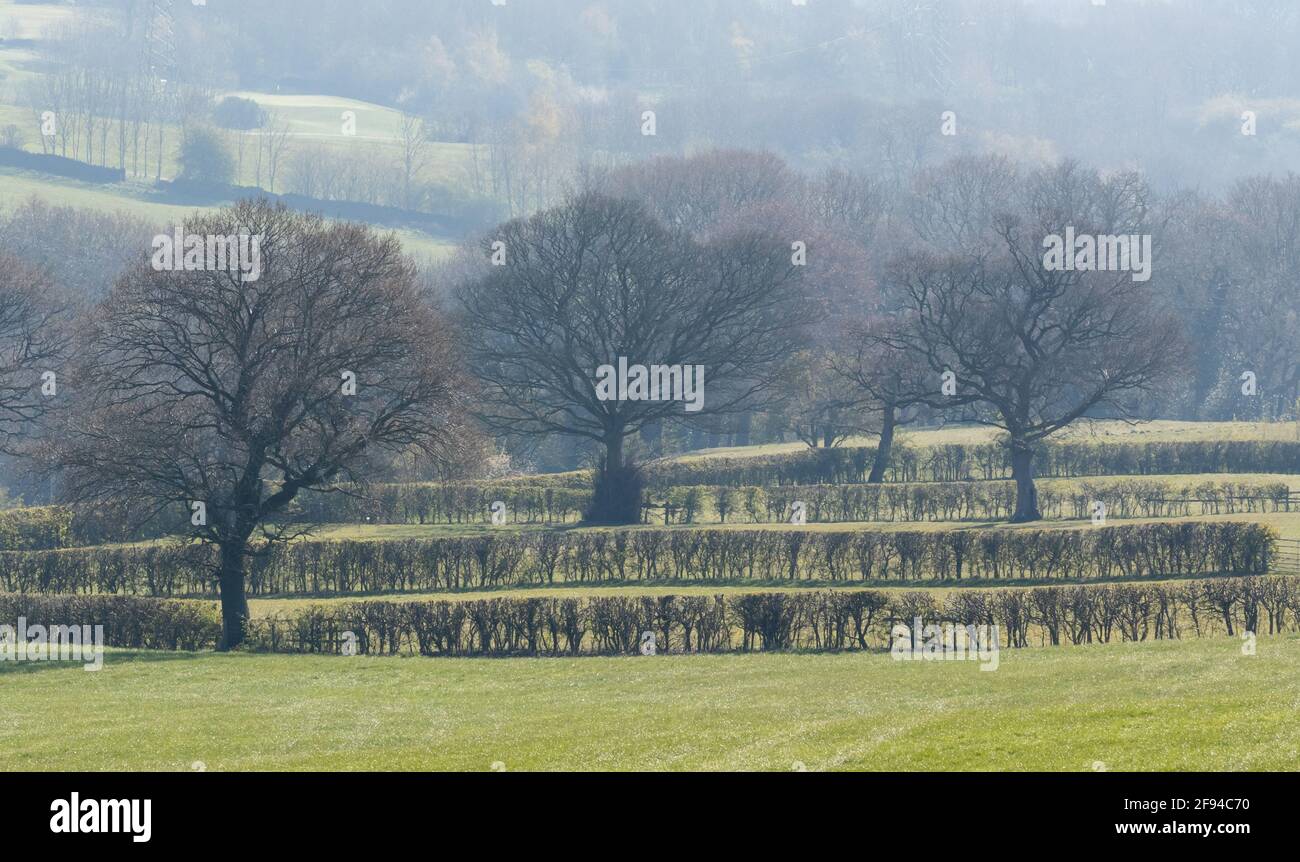 Trimmed hawthorn hedges in early spring in Yorkshire, England Stock ...