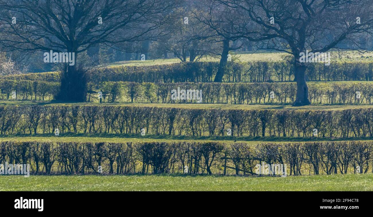 Hawthorn hedges hi-res stock photography and images - Alamy