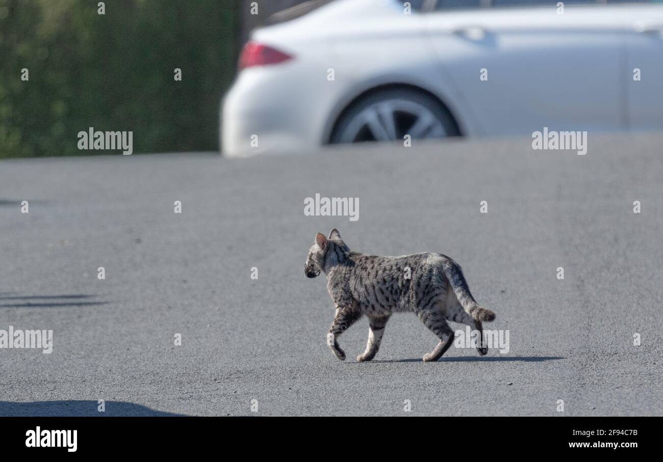 A cat carrying a vole in it's mouth as it walks across a road Stock ...