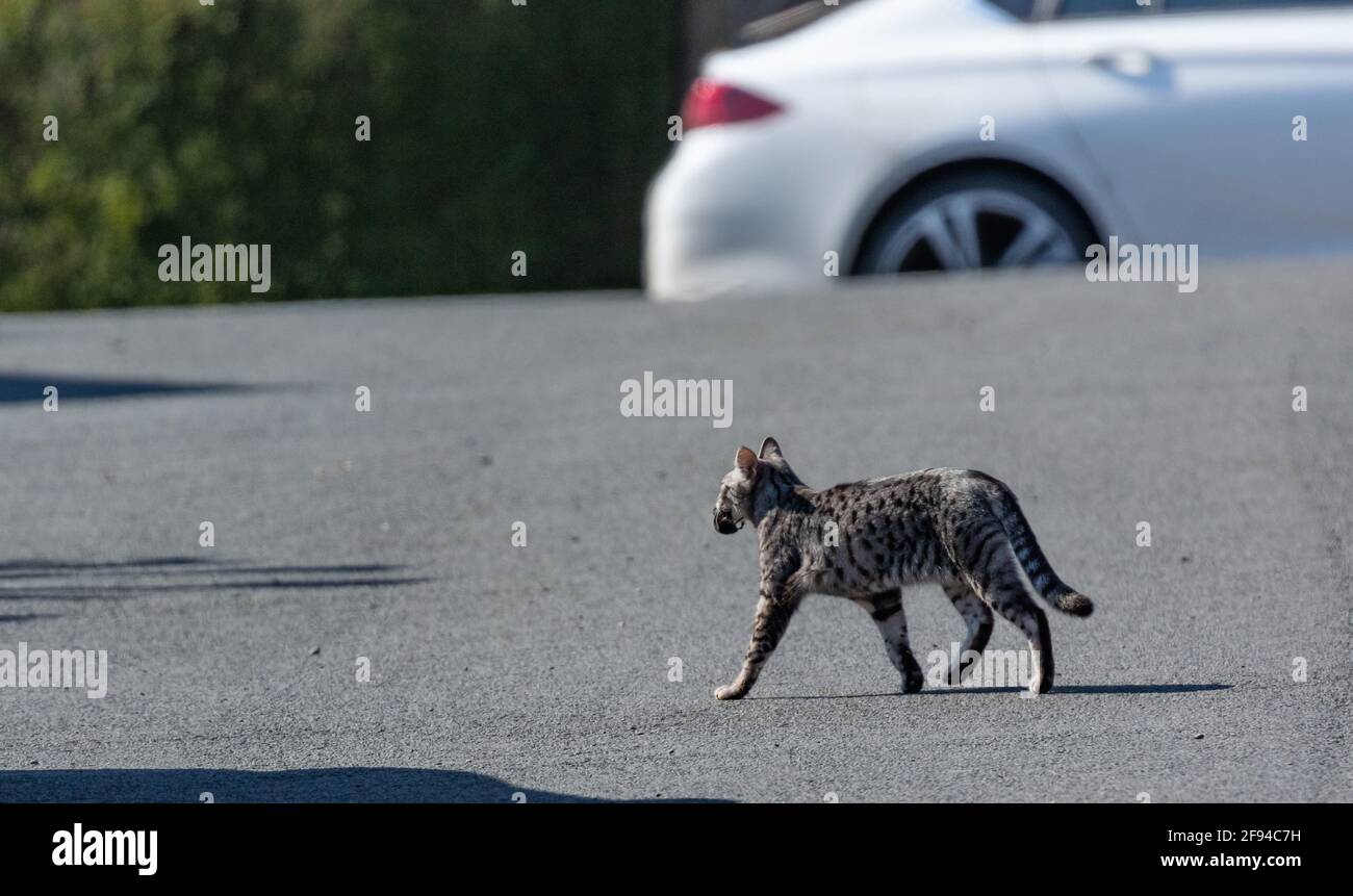 A cat carrying a vole in it's mouth as it walks across a road Stock ...
