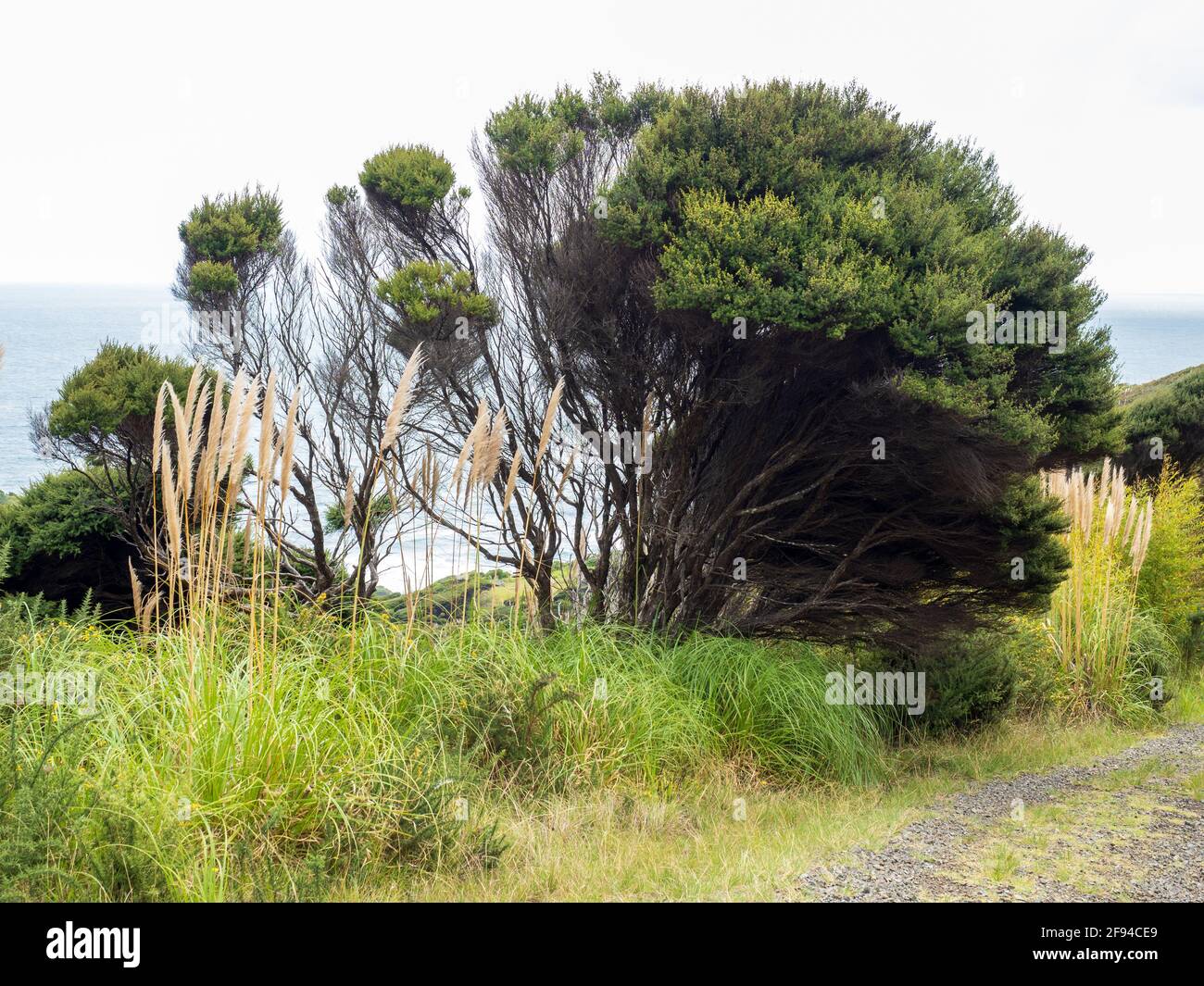manuka tree at rural gravel road Stock Photo - Alamy