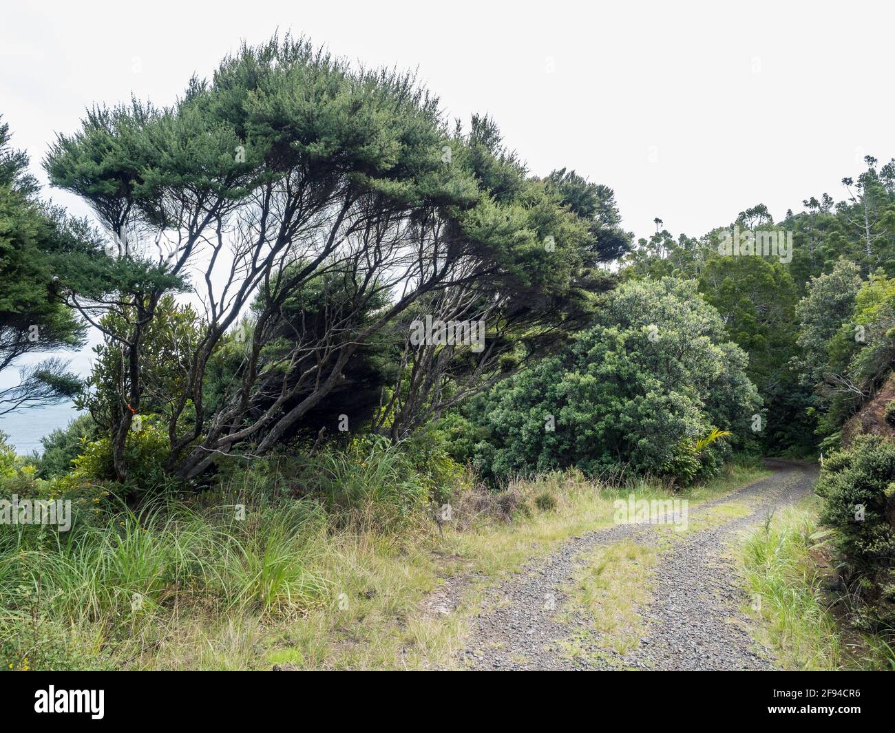 manuka tree at rural gravel road Stock Photo - Alamy