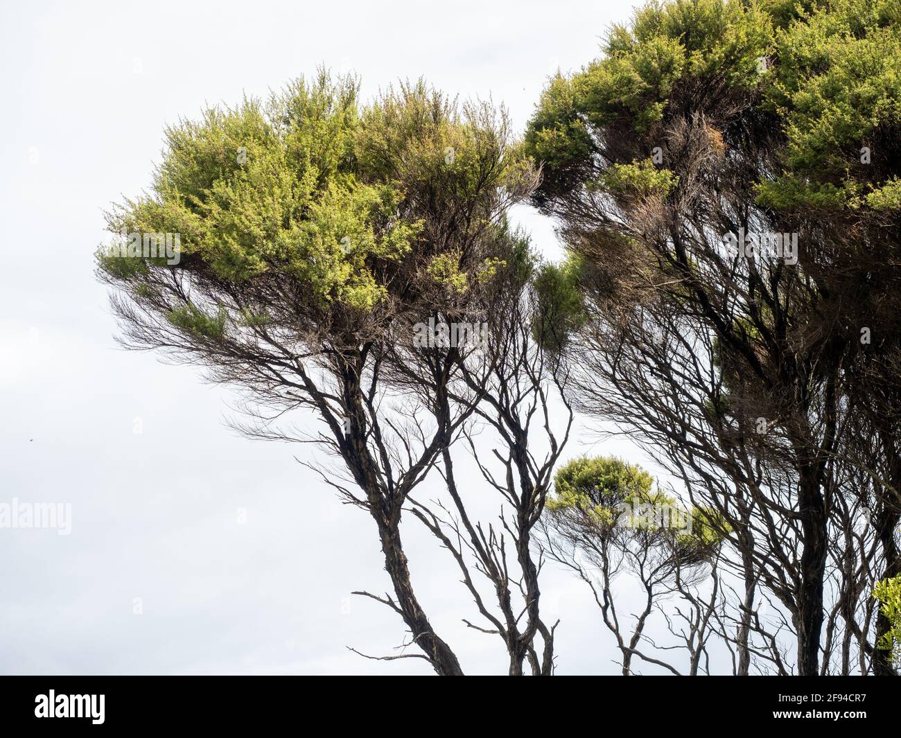 manuka tree branches with cloudy sky in background Stock Photo - Alamy
