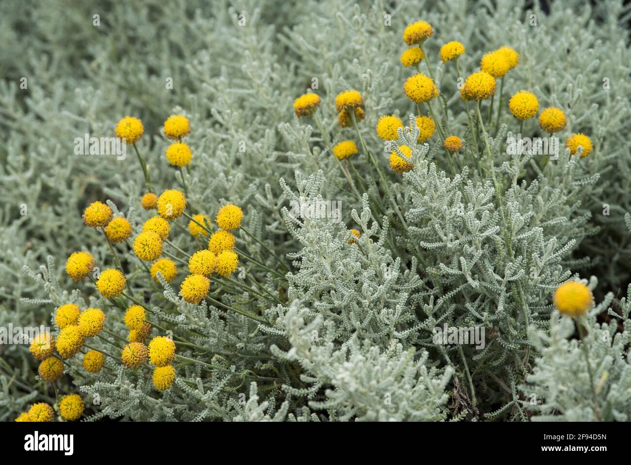 Santolina chamaecyparissus Grey Lavender-Cotton AKA ground cypress ...