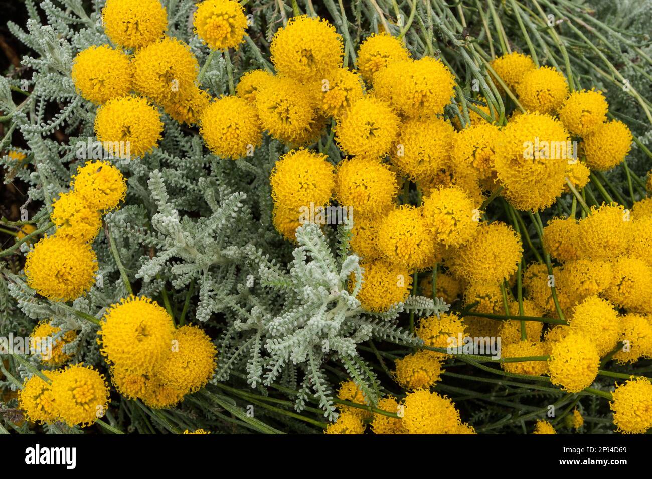 Santolina chamaecyparissus border hi-res stock photography and images ...