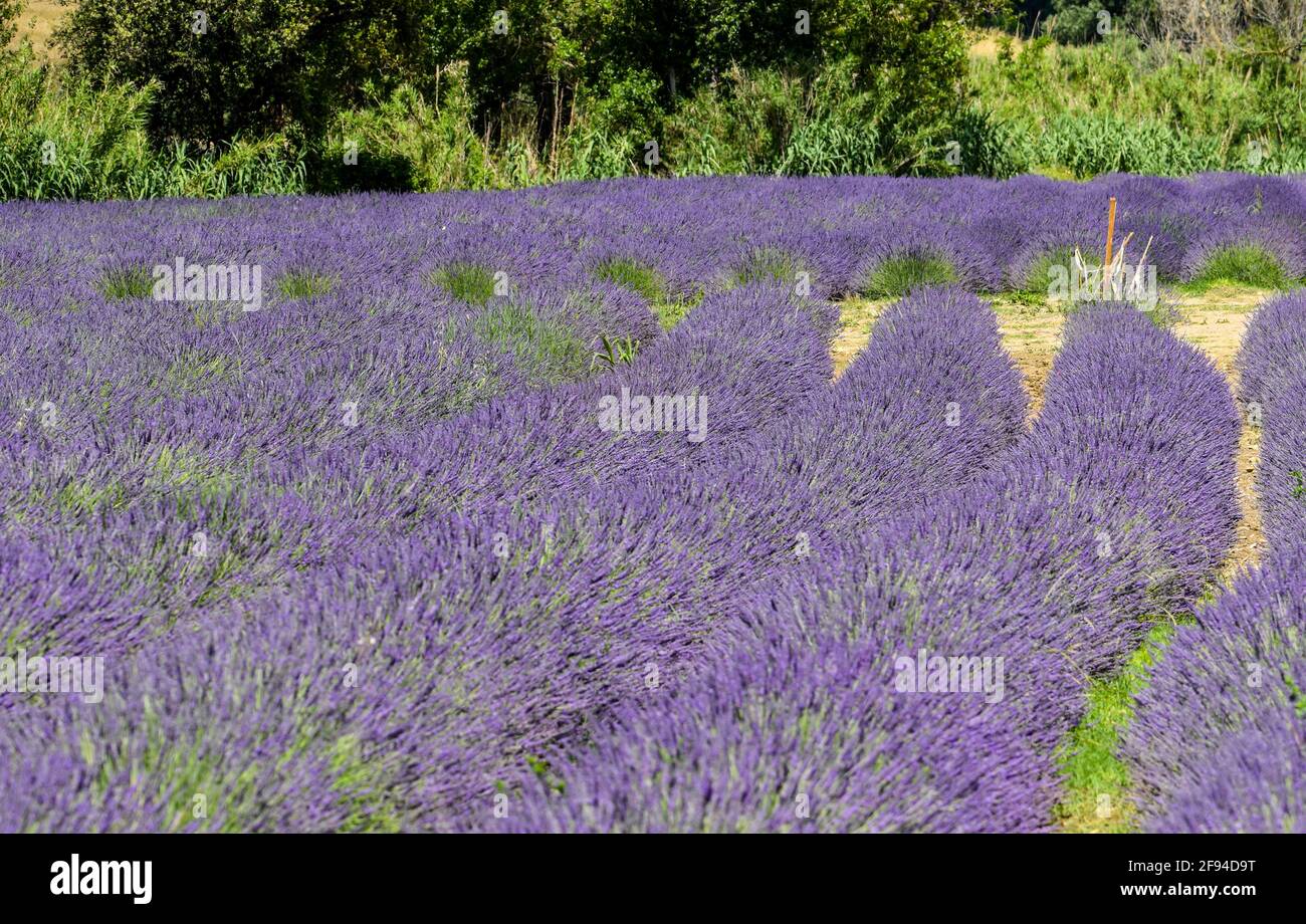 A lavender field Stock Photo - Alamy