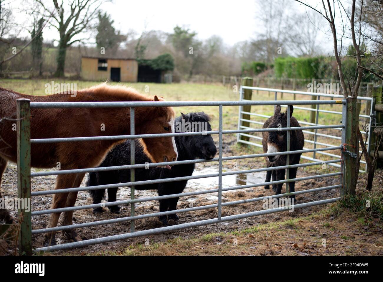 a horse, shetland pony and donkey wait near a metal gate in a field ...