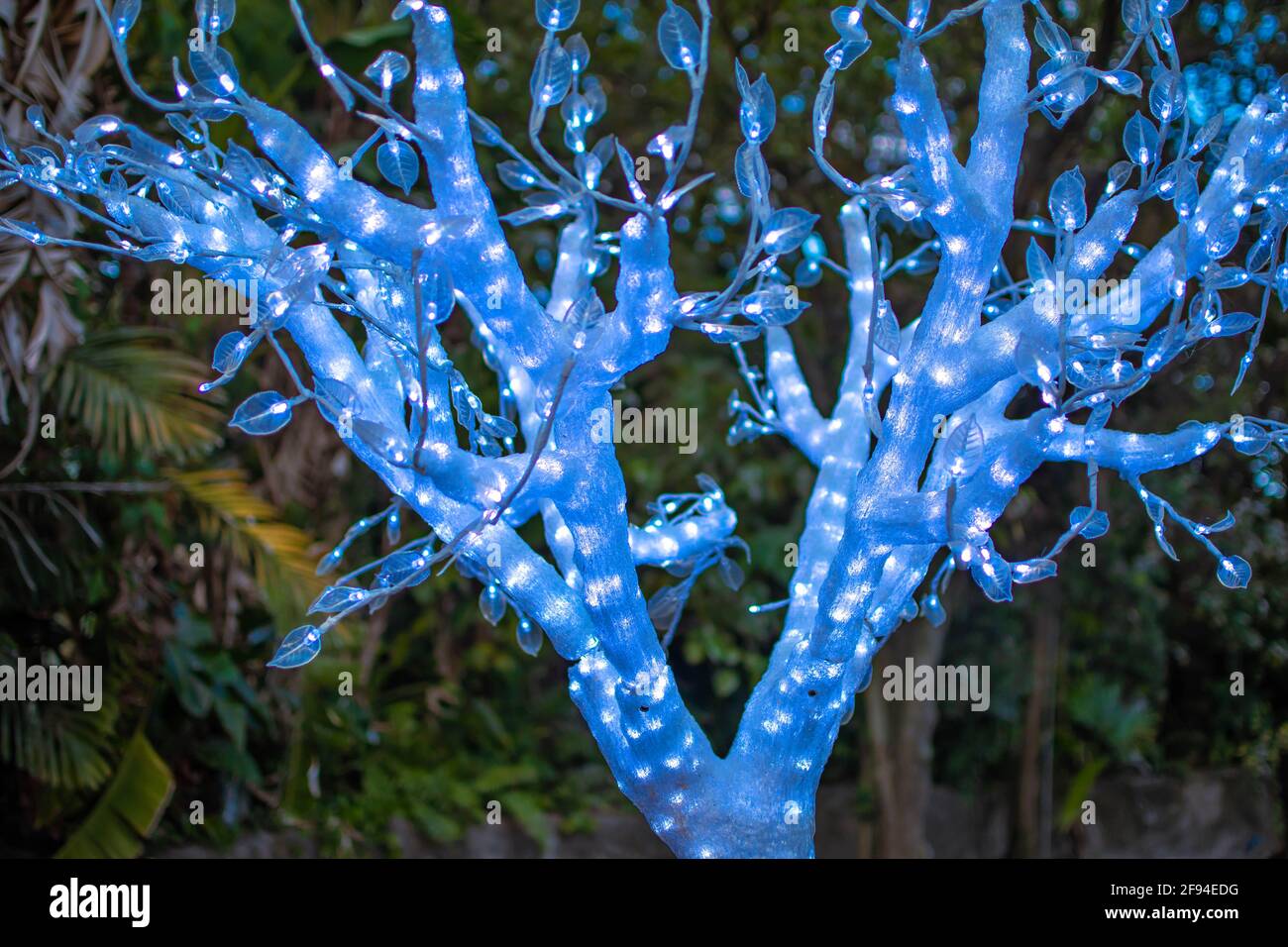 Nyala tree hi-res stock photography and images - Alamy