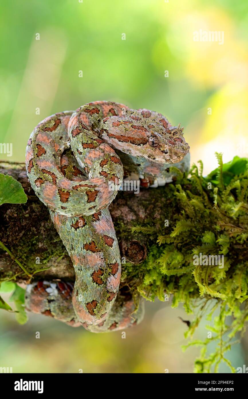 Green Eyelash Pit Viper