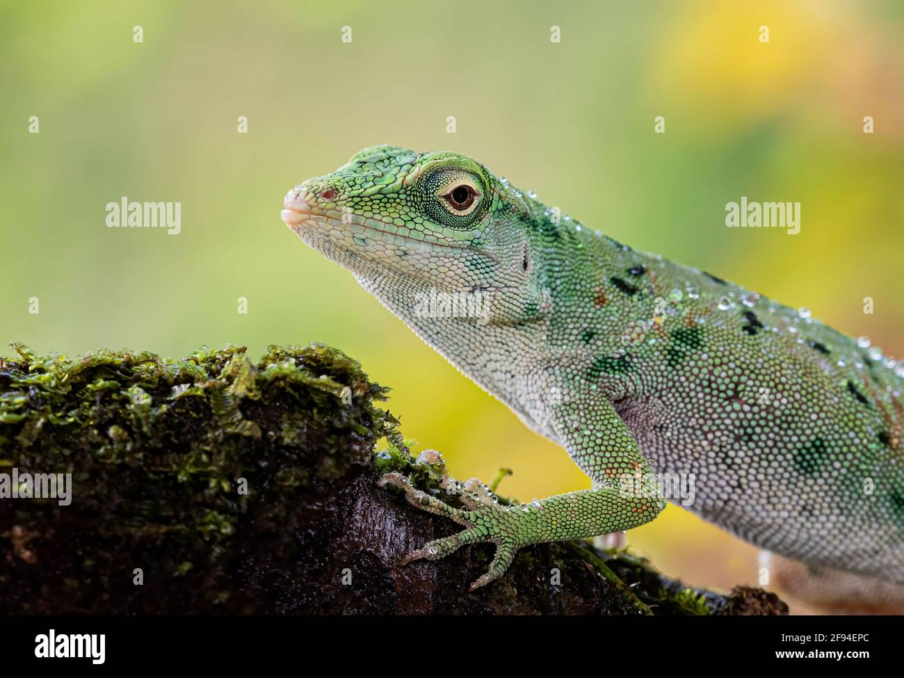 Green lizard isolated against a green background in Costa Rica Stock ...